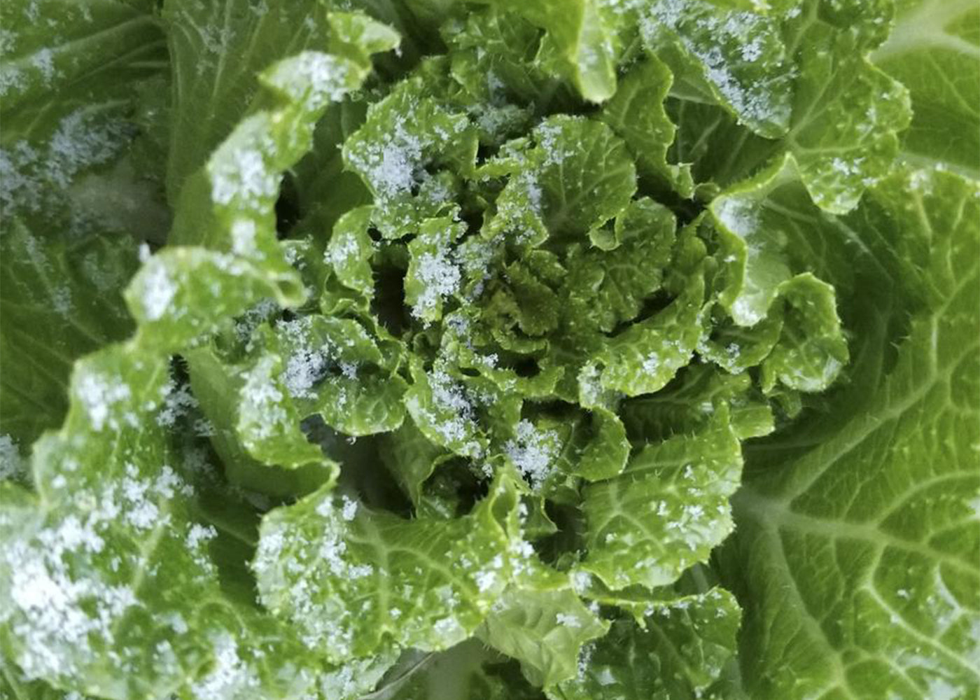 さむいさむい畑の白菜 – niiiwa